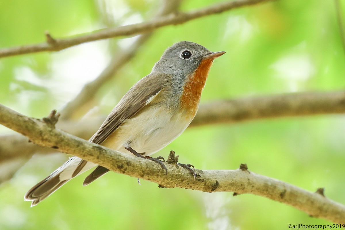 Red Throated Flycatcher