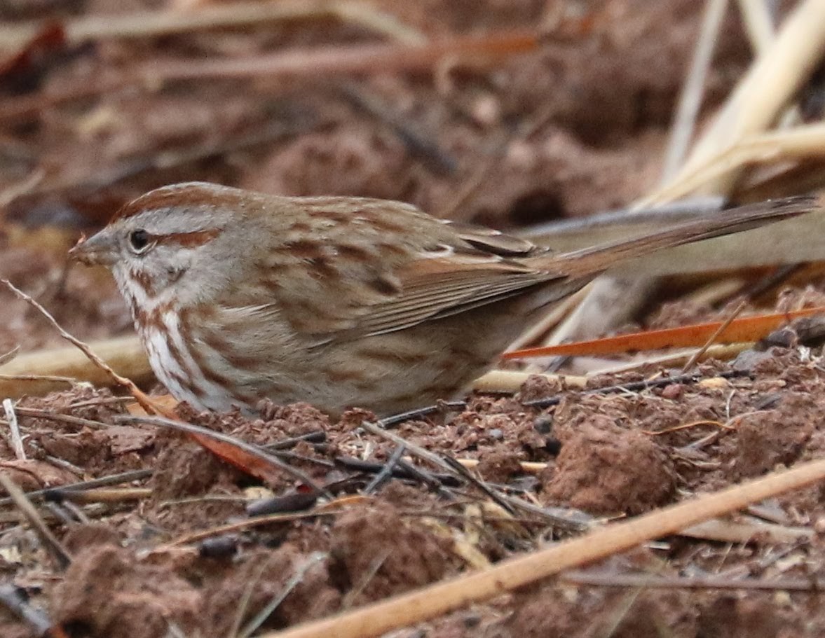 eBird Checklist - 25 Dec 2019 - Sedona Wetlands Preserve - 26 species ...