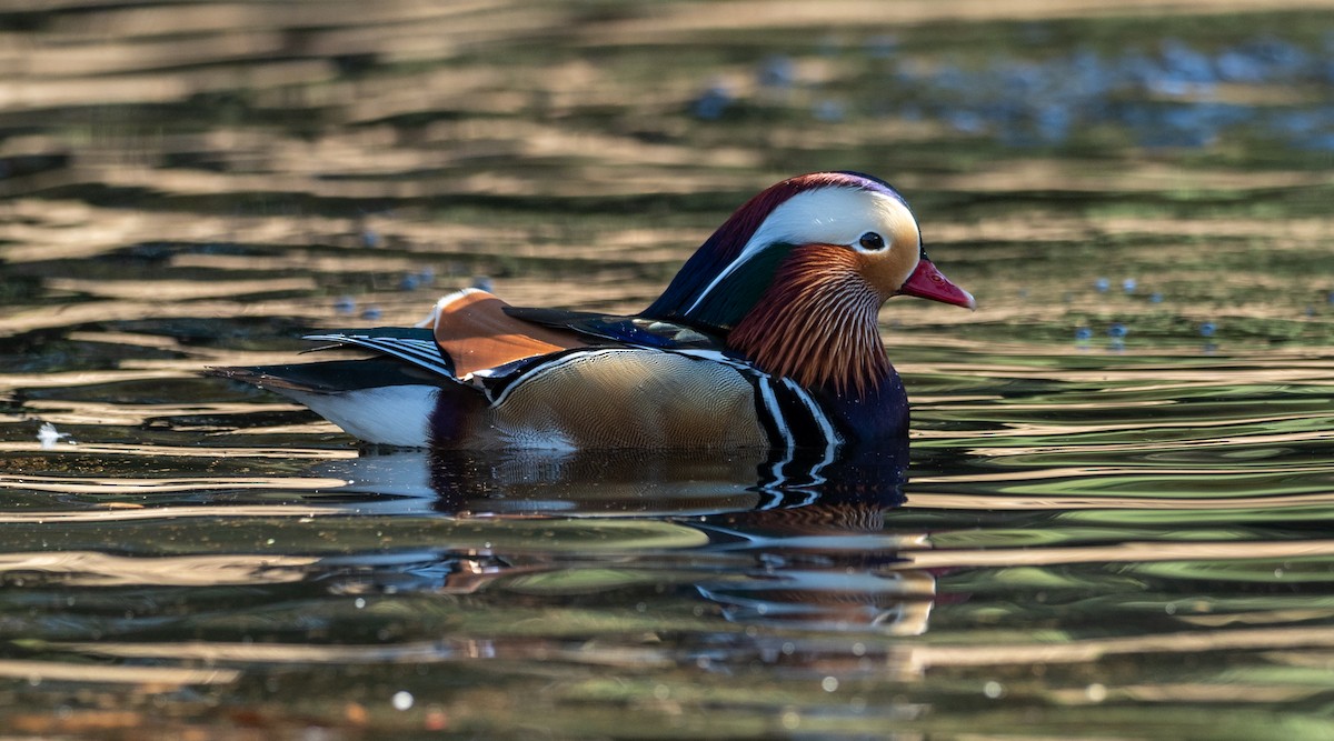 eBird Checklist - 19 Dec 2019 - Irvine Regional Park - 35 species (+1 ...