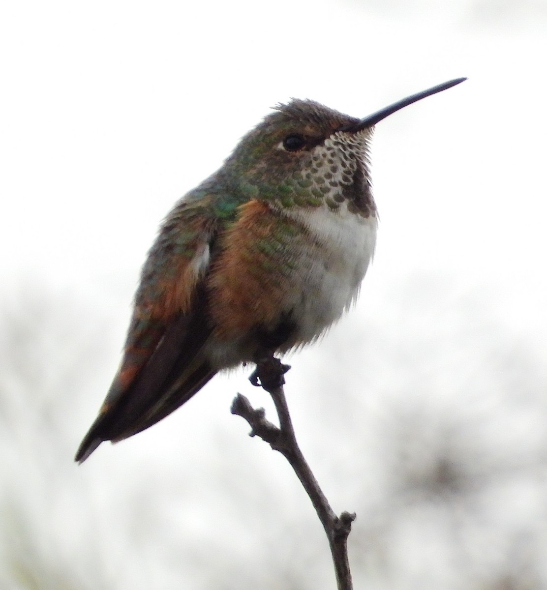eBird Checklist - 21 Dec 2019 - 41033 Concannon Ct, Temecula US-CA (33. ...