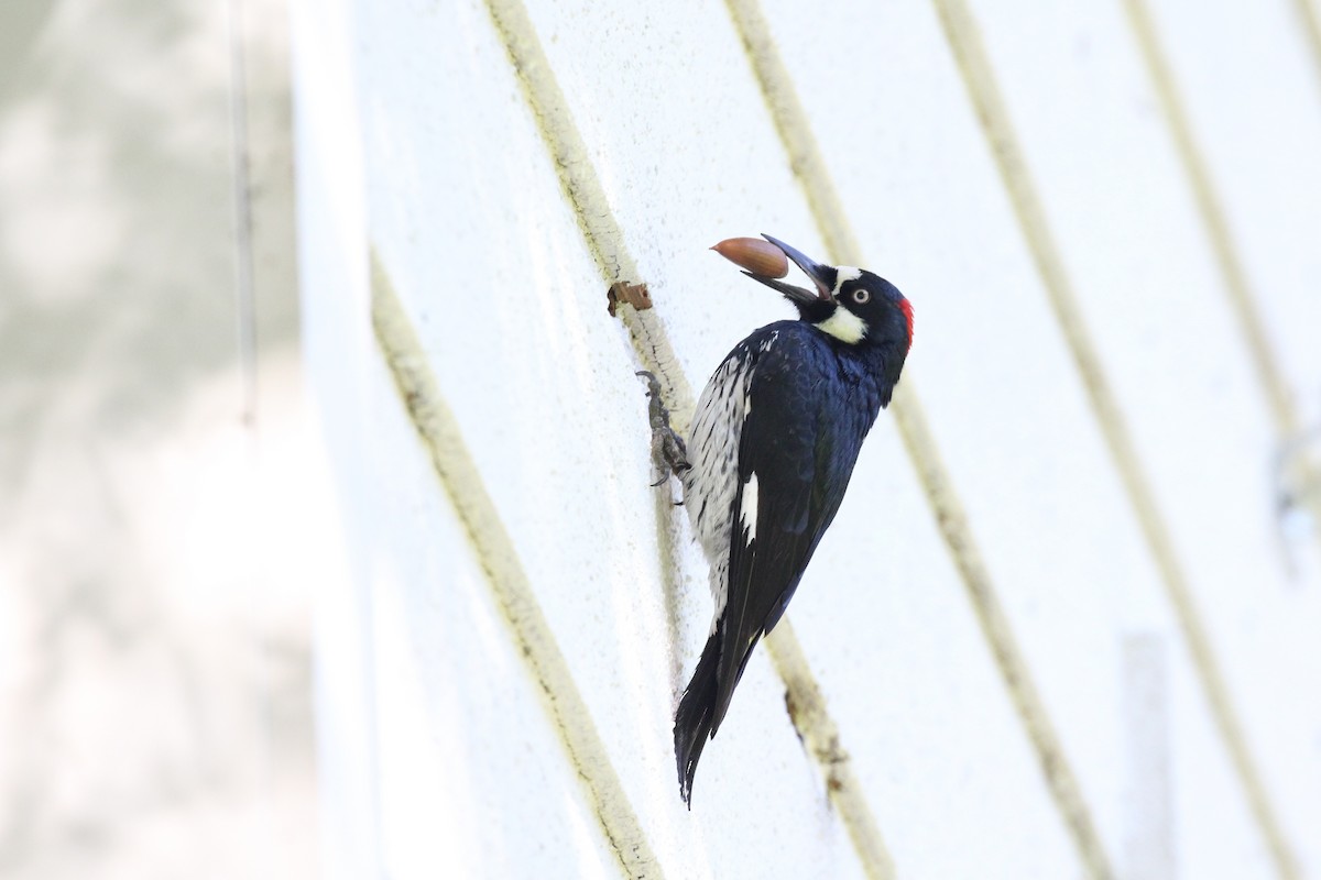 eBird Checklist - 27 Dec 2019 - Quail Hollow Ranch County Park - 47 ...