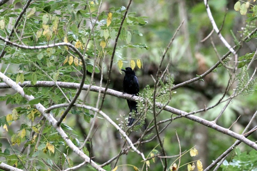 Spangled Drongo (Buru) - eBird