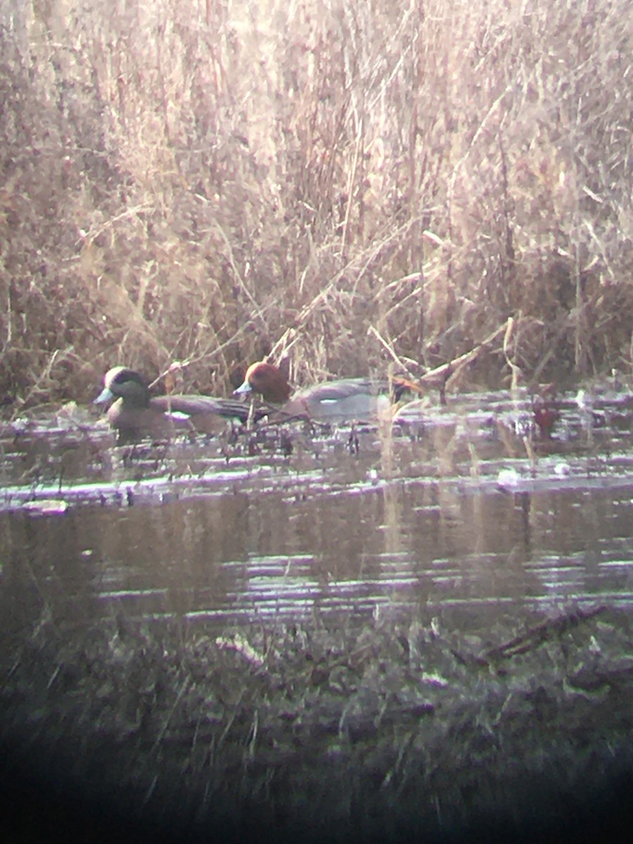 eBird Checklist - 28 Dec 2019 - Tennessee NWR--Duck River Unit--Duck ...