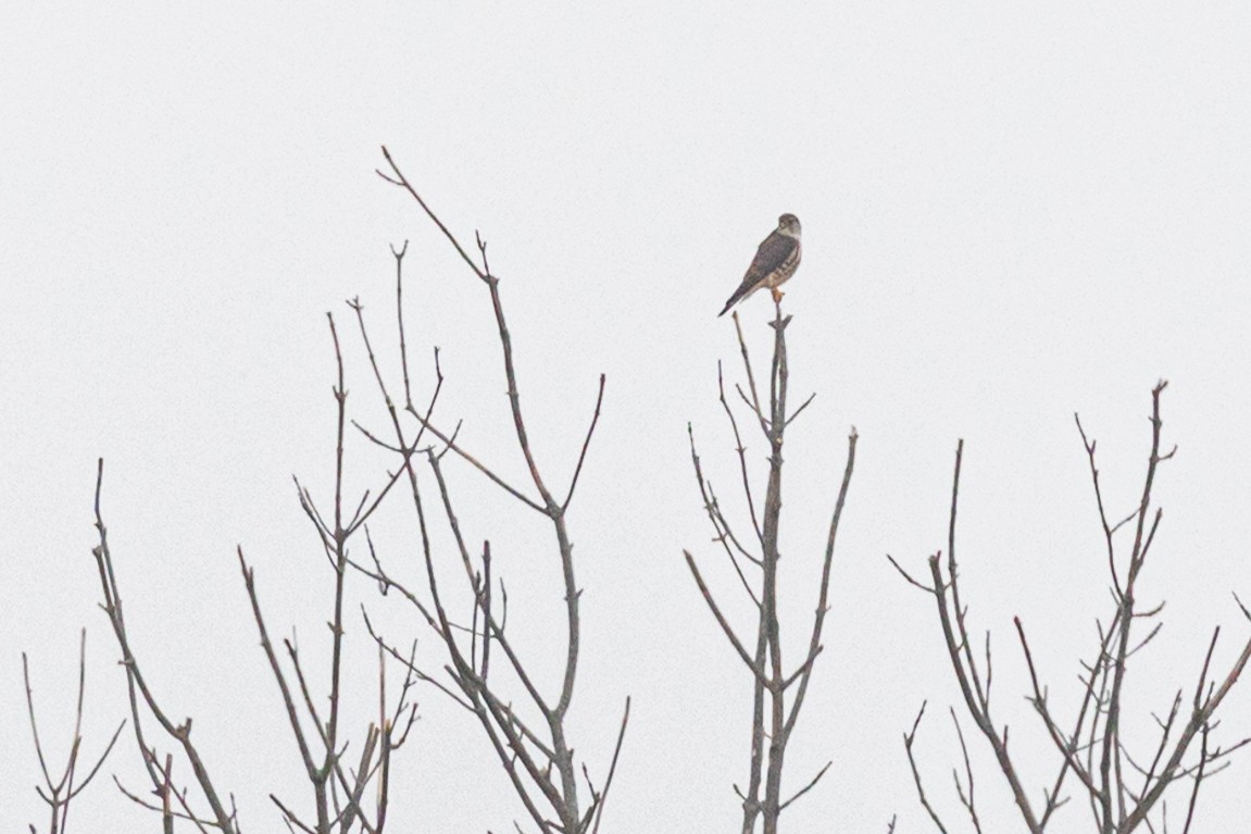 eBird Checklist - 28 Dec 2019 - Granville Schools Land Lab - 26 species