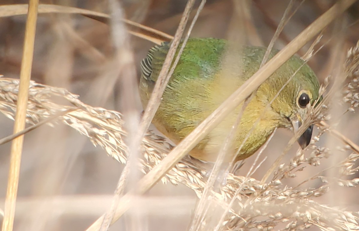 eBird Checklist - 28 Dec 2019 - Jones Beach SP - 1 species