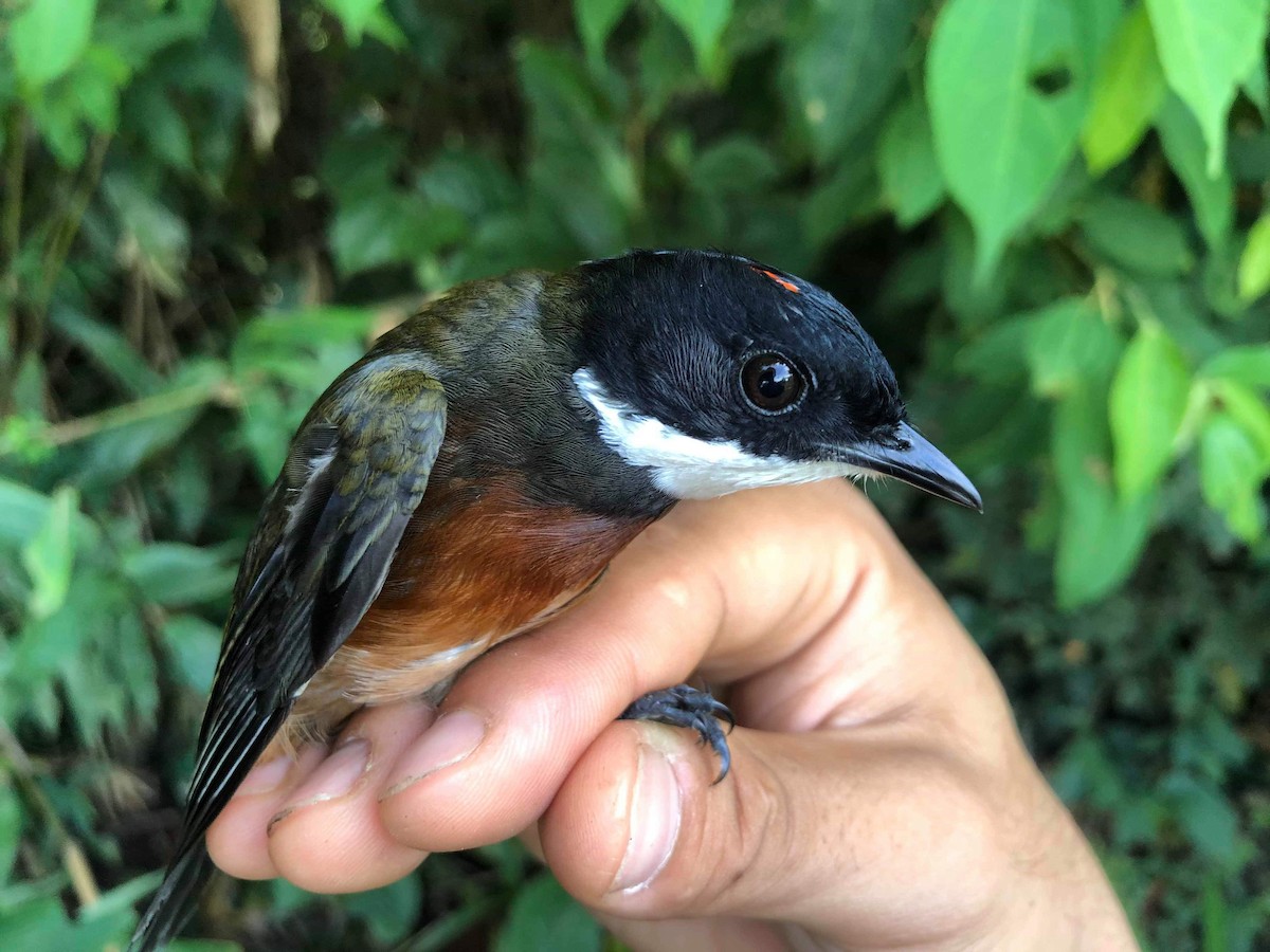eBird Checklist - 19 Apr 2019 - Estacion Venado - 31 species