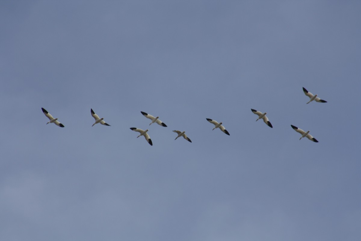 eBird Checklist - 25 Dec 2019 - Struble Lake - 19 species