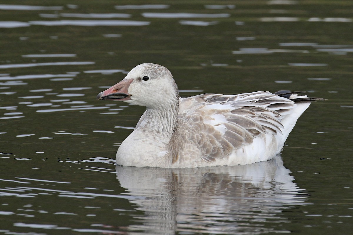 eBird Checklist - 29 Dec 2019 - Palo Corona RP--Rancho Cañada & South ...