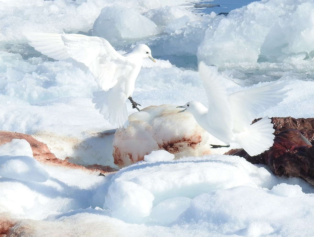 eBird Checklist - 9 Jul 2016 - nord of Svalbard 81¤20' - 3 species