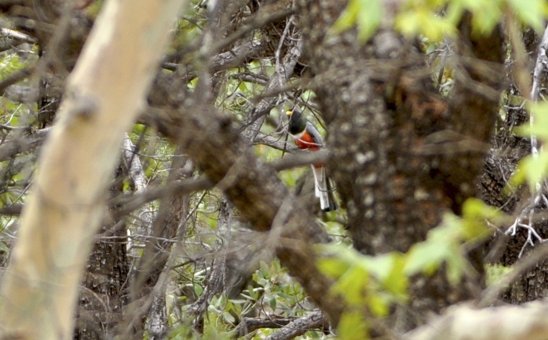 eBird Checklist - 14 Jul 2018 - Cave Creek Canyon--Sunny Flat CG - 23 ...