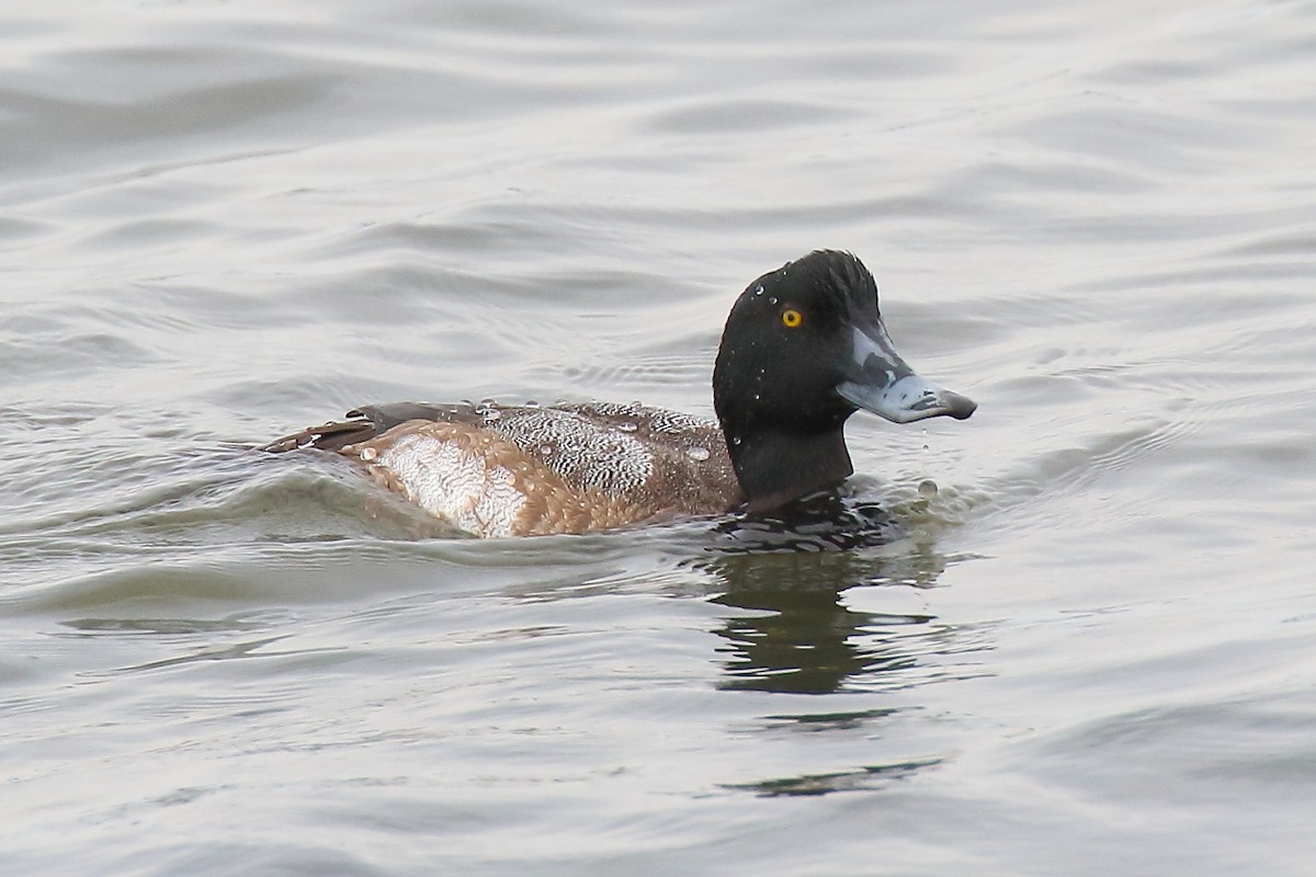 eBird Checklist - 30 Dec 2019 - Bald Point SP - 10 species (+2 other taxa)