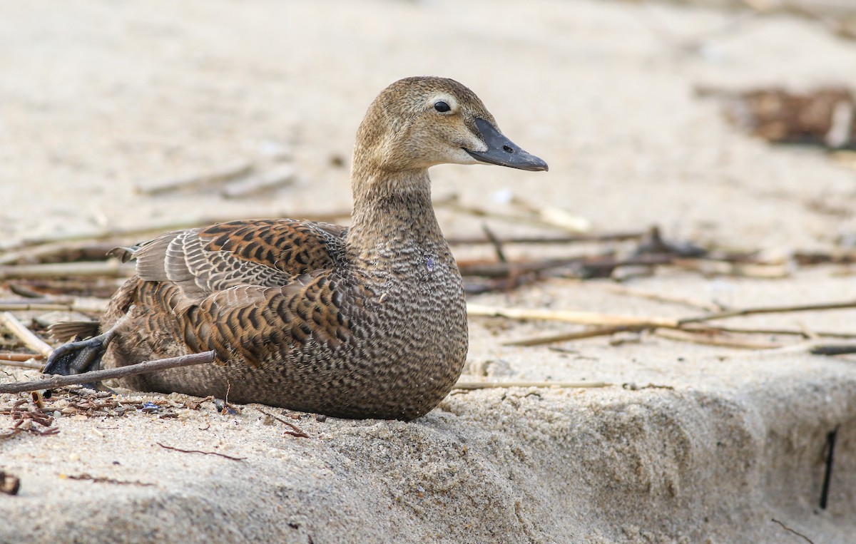 King Eider - Somateria spectabilis - Media Search - Macaulay Library and eBird