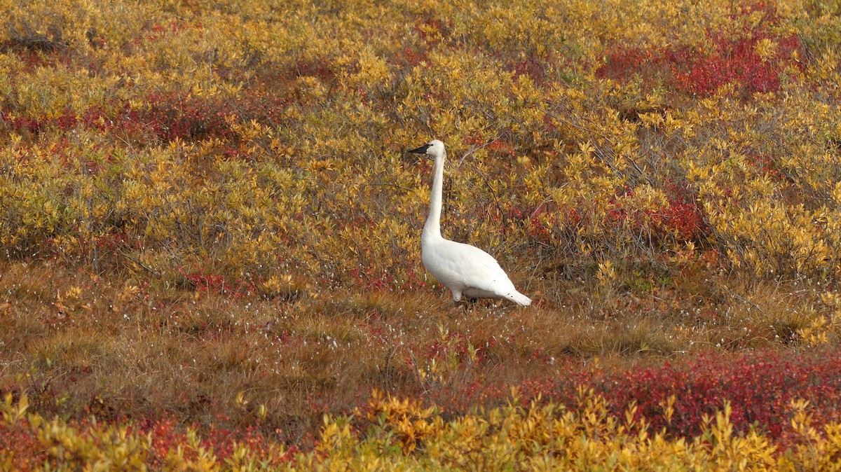 eBird Checklist - 29 Aug 2019 - Tuktoyaktuk - 16 species (+1 other taxa)