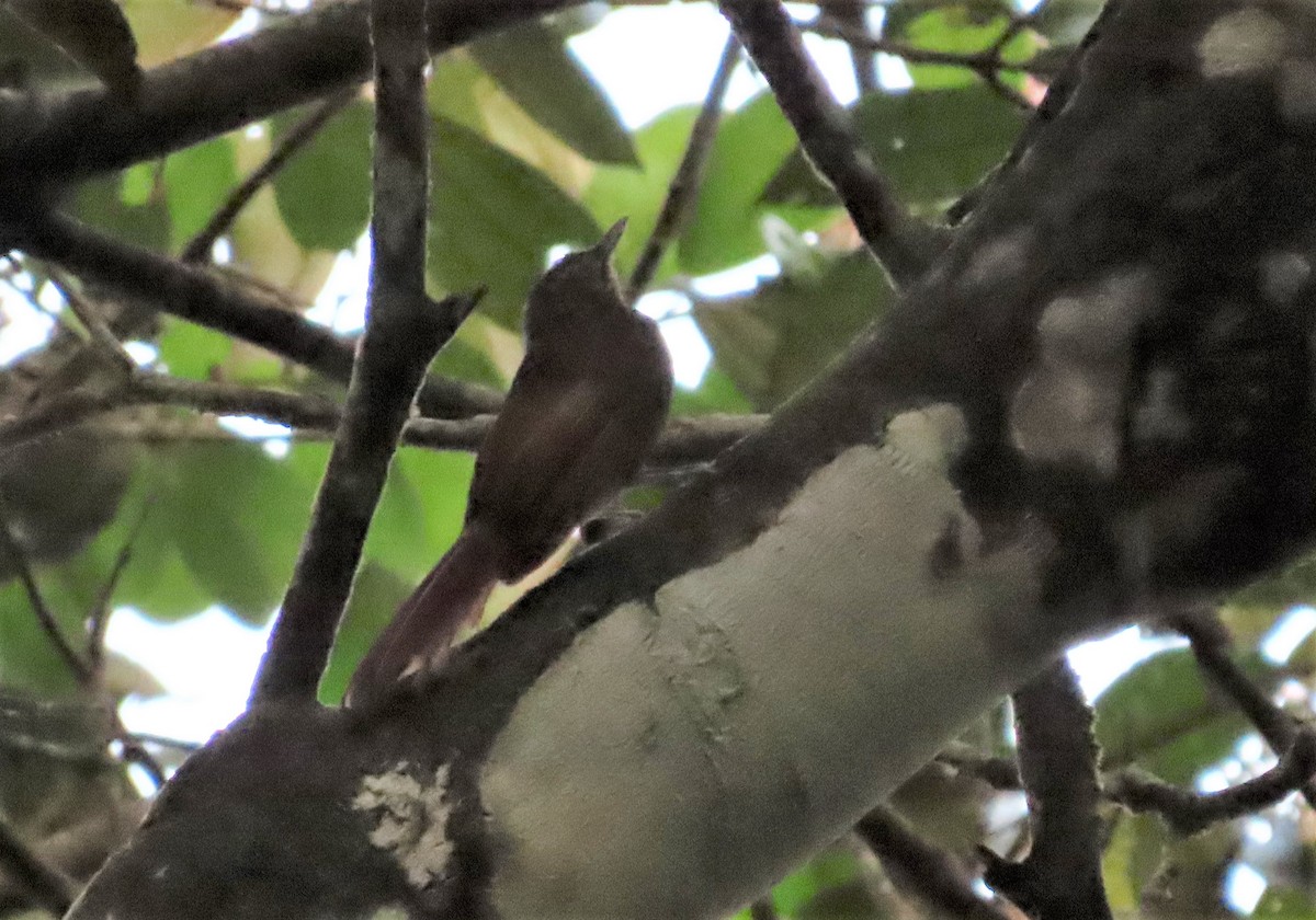 Trepatroncos Colilargo (grupo typica) - eBird