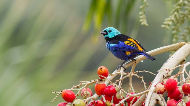 Seven Colored Tanager