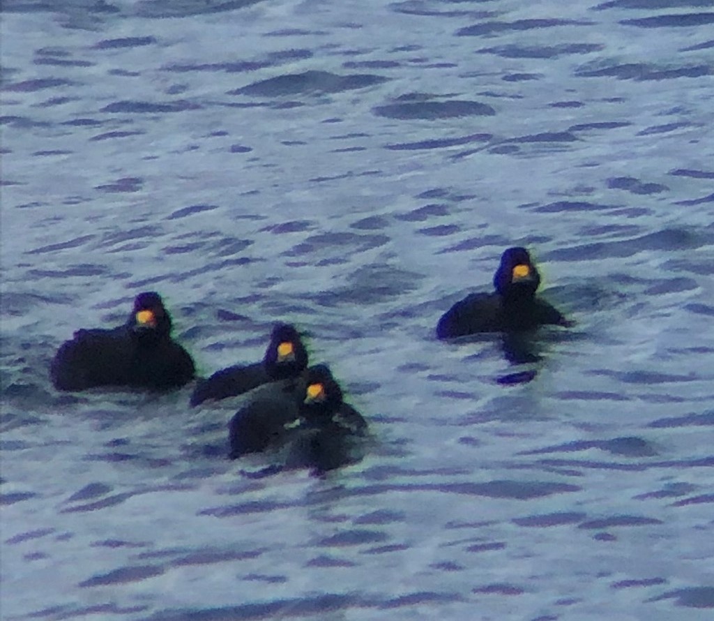 eBird Checklist - 1 Jan 2020 - Point Defiance Park--Dune Peninsula ...