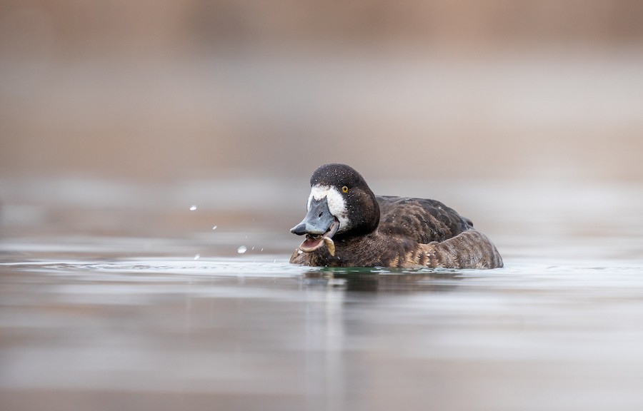 Greater/Lesser Scaup - eBird