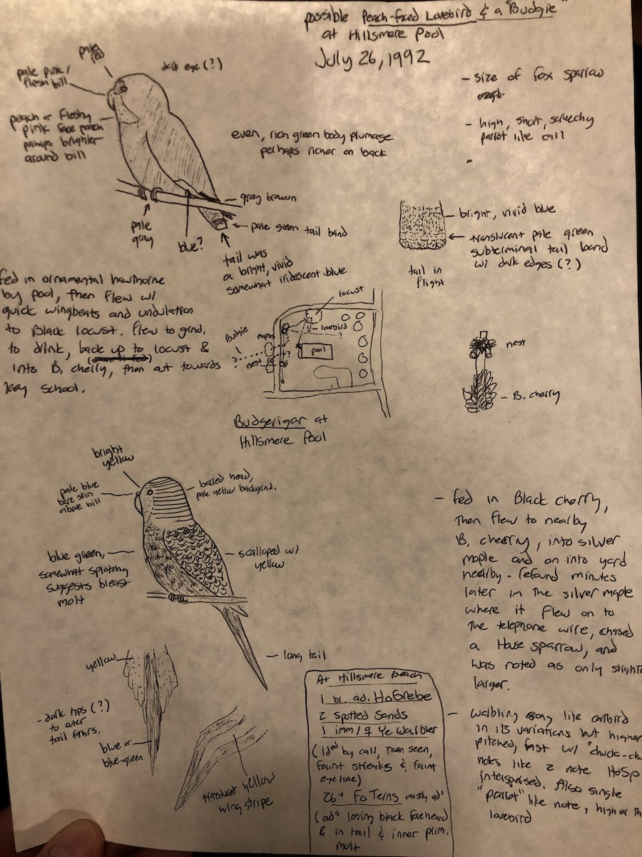 eBird Checklist - 26 Jul 1992 - Hillsmere Shores pool - 3 species