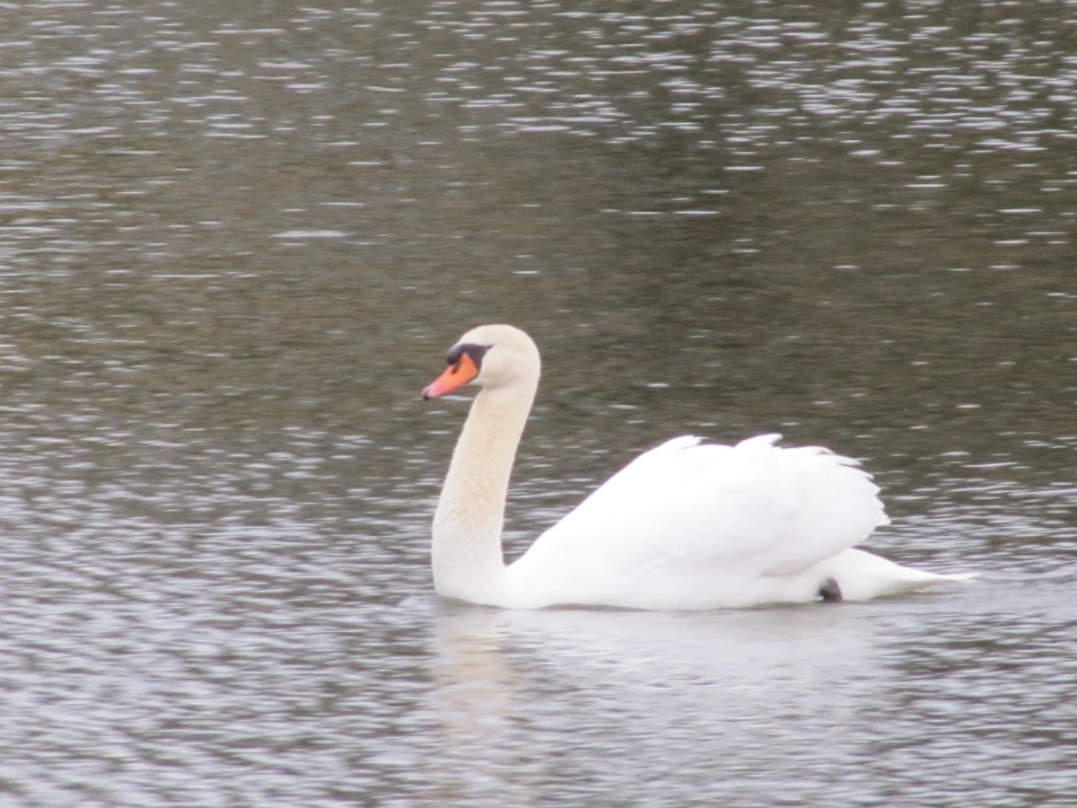 eBird Checklist - 4 Jan 2020 - Nemacolin Woodlands - 20 species