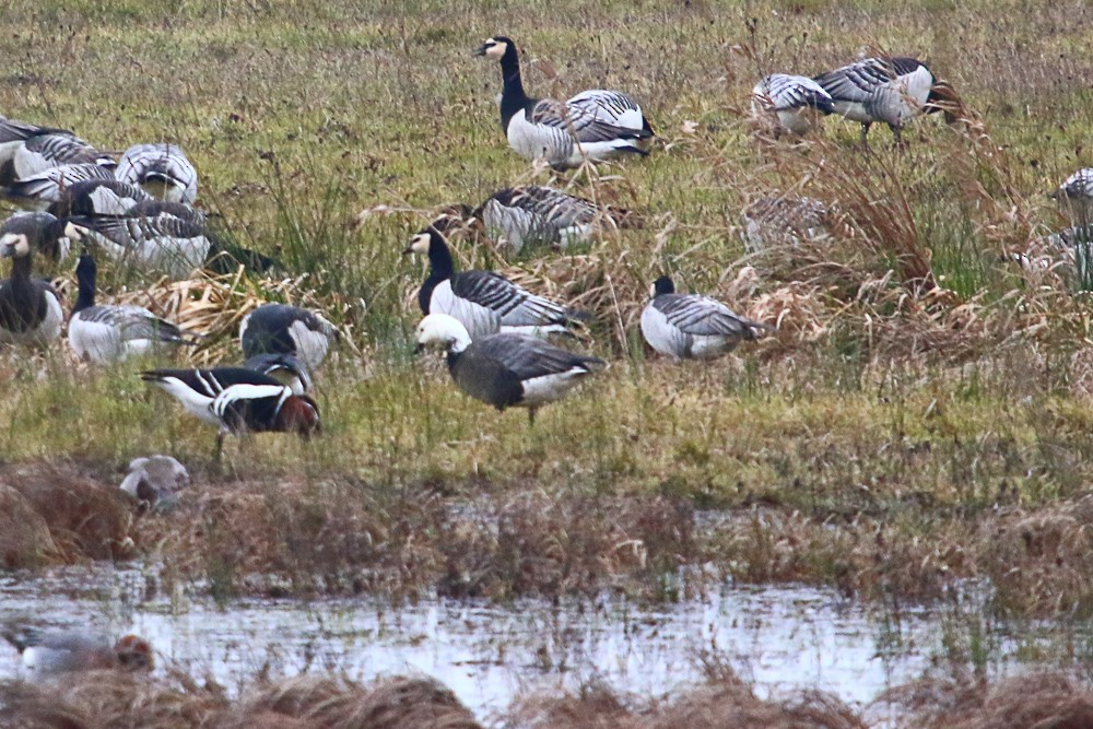 Emperor x Cackling Goose (hybrid) - eBird