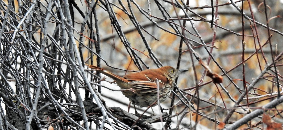eBird Checklist - 5 Jan 2020 - 614 Hollins Avenue, Helena, Montana, US ...