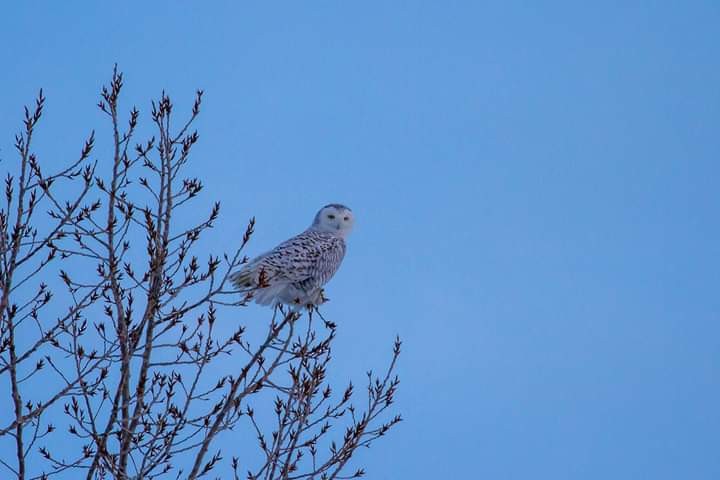 eBird Checklist - 6 Jan 2020 - 190th - 1 species