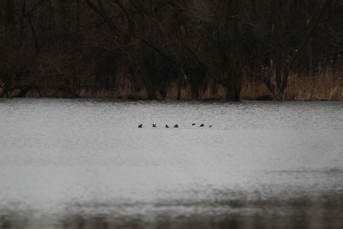 eBird Checklist - 29 Dec 2019 - Riverdale Quarry, Riverdale - 6 species