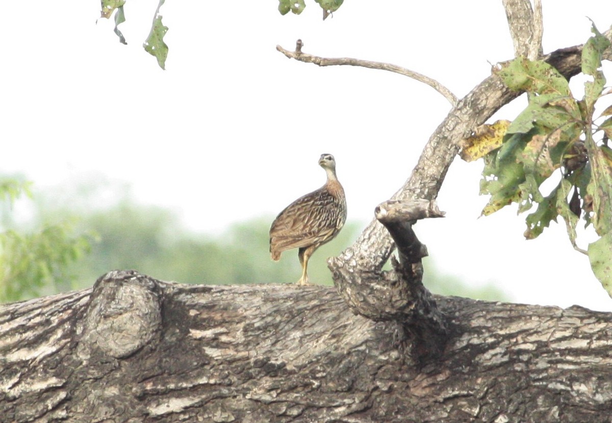 eBird Checklist - 25 Nov 2012 - Mole NP--general (use more specific hot ...