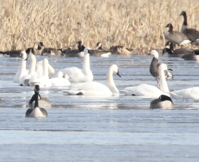 eBird Checklist - 7 Jan 2020 - Killdeer Plains Wildlife Area--Pond 27 ...