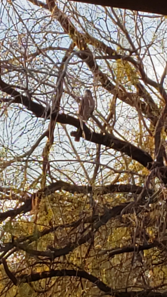 eBird Checklist - 7 Jan 2020 - Neely Ranch Riparian Preserve - 36 ...