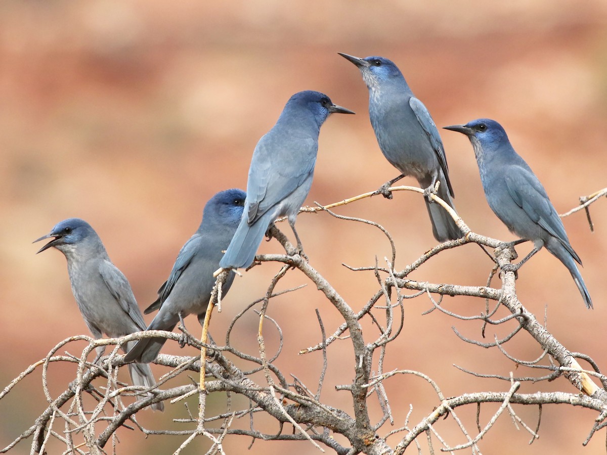 Pinyon Jay - Gymnorhinus cyanocephalus - Birds of the World