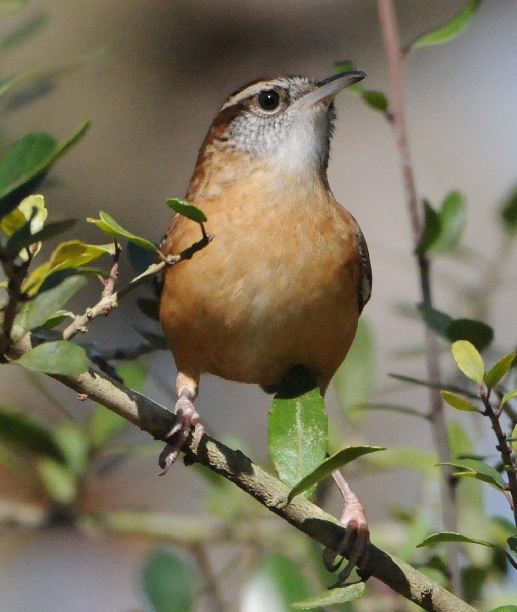 eBird Checklist - 8 Jan 2020 - Edith L. Moore Nature Sanctuary (UTC 094 ...