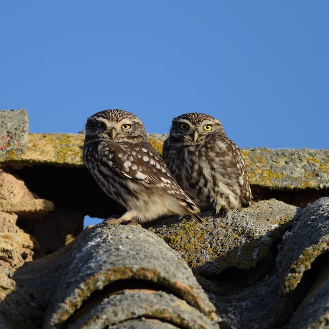 Partners - eBird Spain