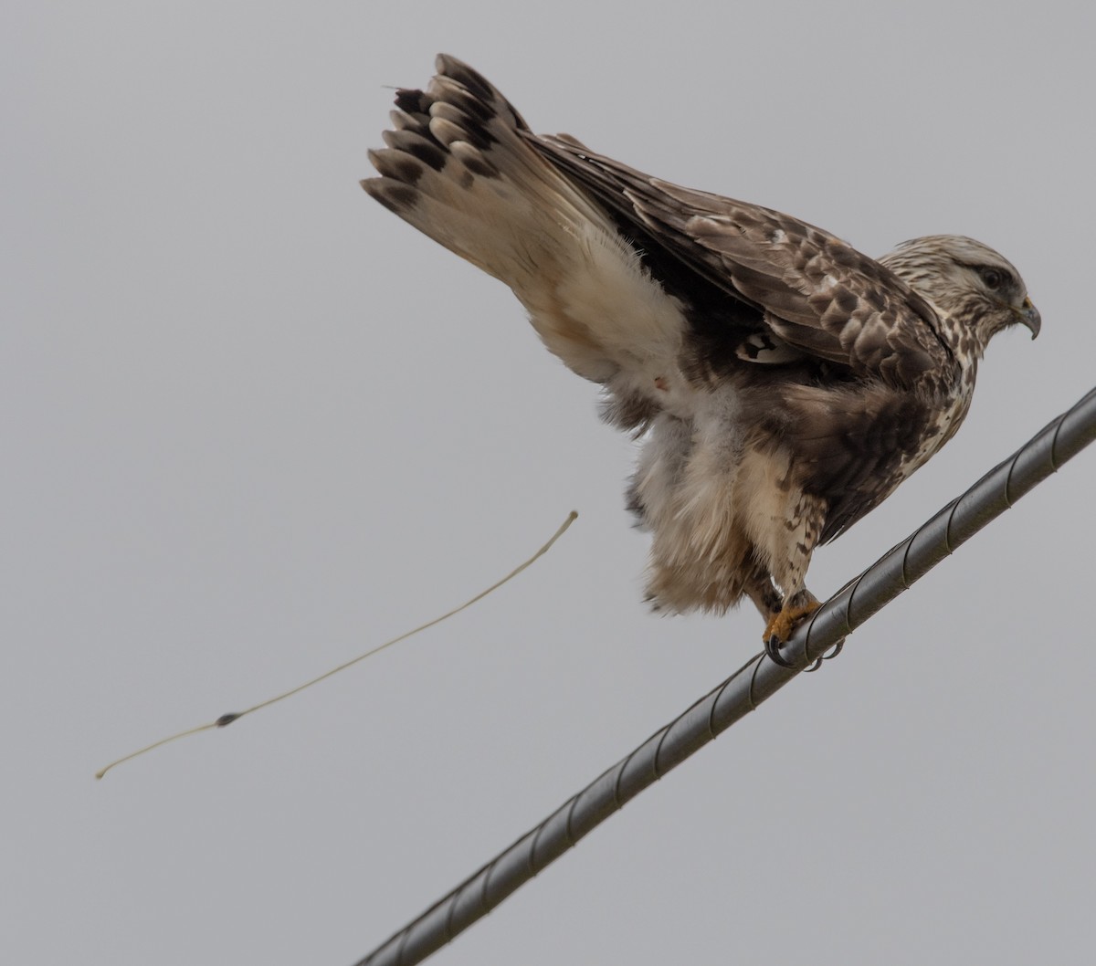 eBird Checklist - 8 Jan 2020 - Samish Flats--East 90 - 13 species