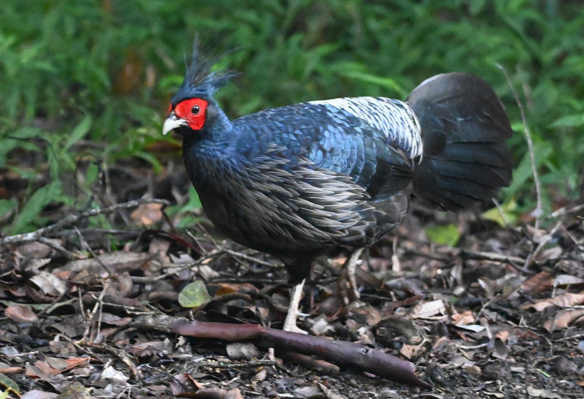 eBird Checklist - 10 Jan 2020 - Kalopa State Park - 5 species