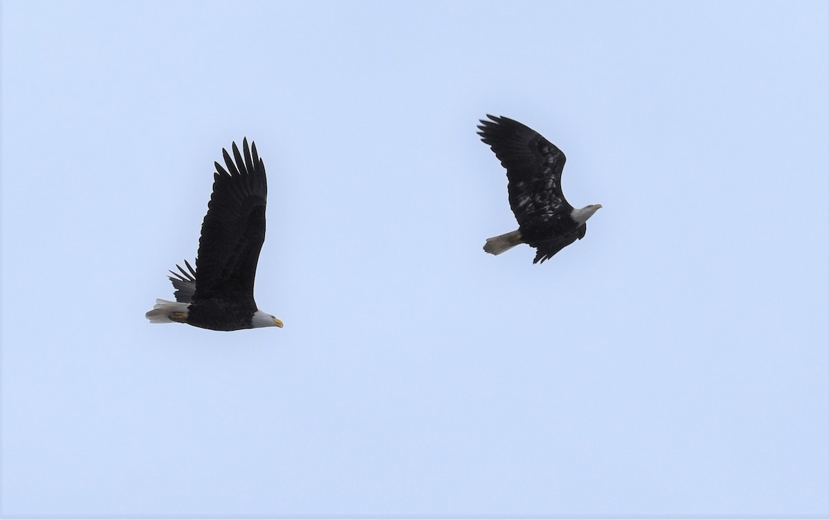 eBird Checklist - 11 Jan 2020 - Governor's Island - 10 species