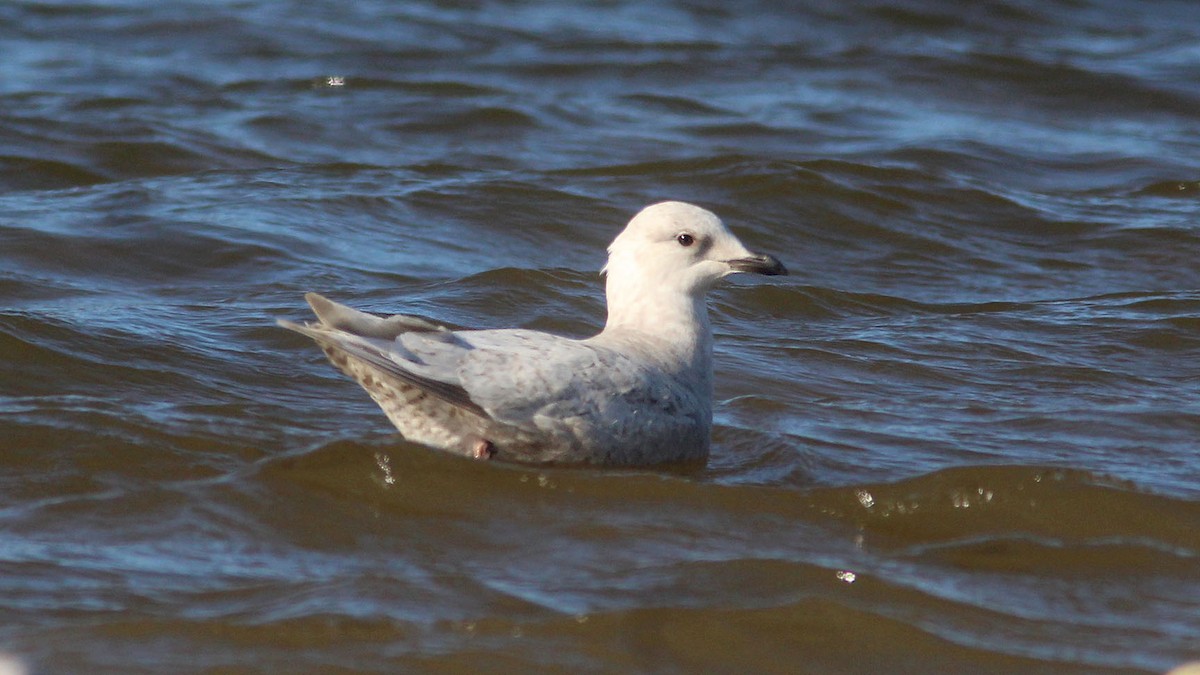 eBird Checklist - 12 Jan 2020 - Spruce Run Recreation Area - 6 species