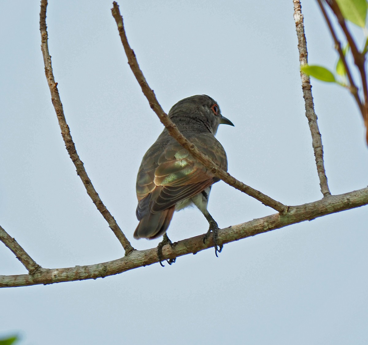 eBird Checklist - 13 Jan 2020 - Redden Island (Machans Beach, Cairns ...