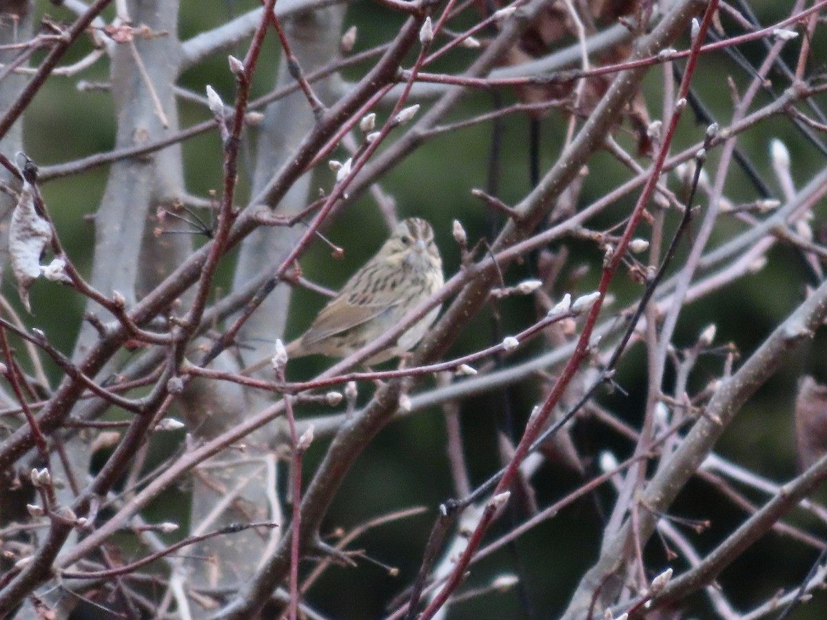 eBird Checklist - 13 Jan 2020 - Alpha Ridge Park - 8 species