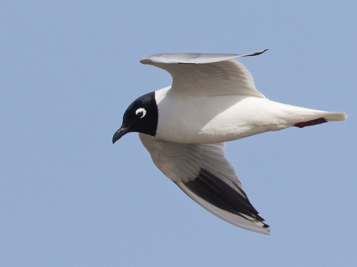 Saunders's Gull - Saundersilarus saundersi - Birds of the World