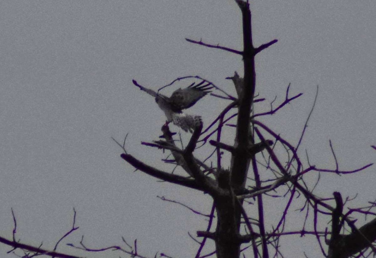 eBird Checklist - 13 Jan 2020 - FermiLab (DuPage Co.) - 7 species