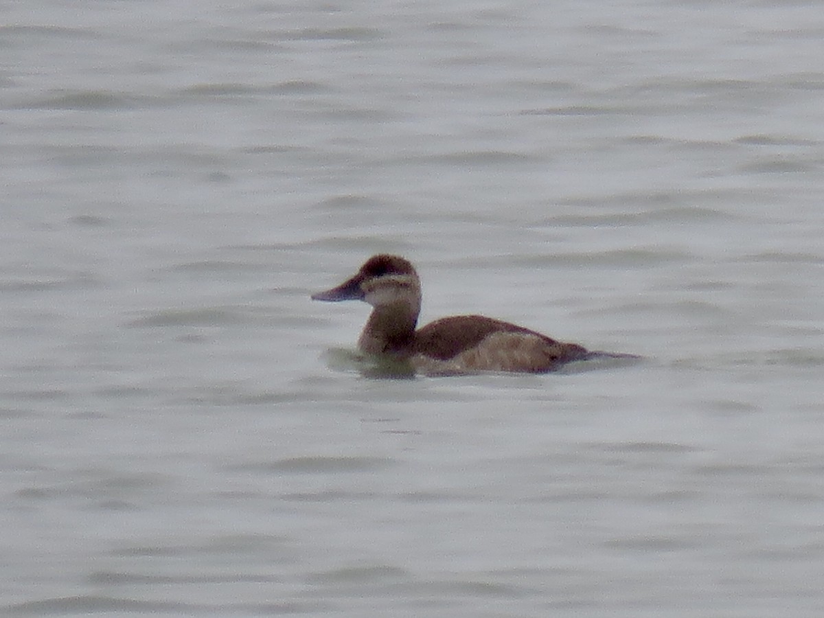 eBird Checklist - 13 Jan 2020 - Laguna Atascosa NWR (LTC 024) - 50 species