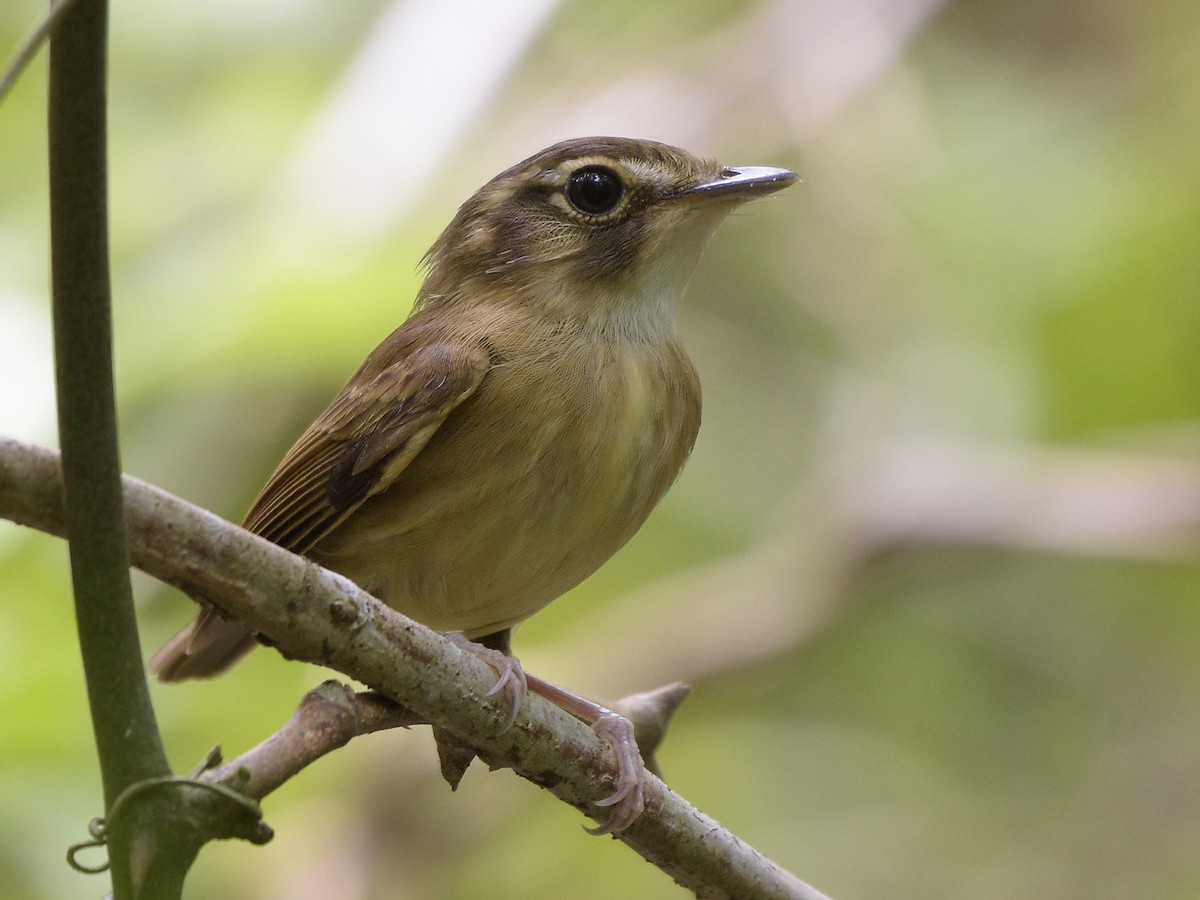 Stub-tailed Spadebill - Platyrinchus cancrominus - Birds of the World