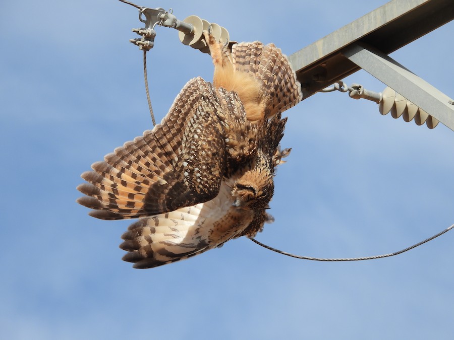 Pharaoh Eagle-Owl (Pharaoh) - eBird
