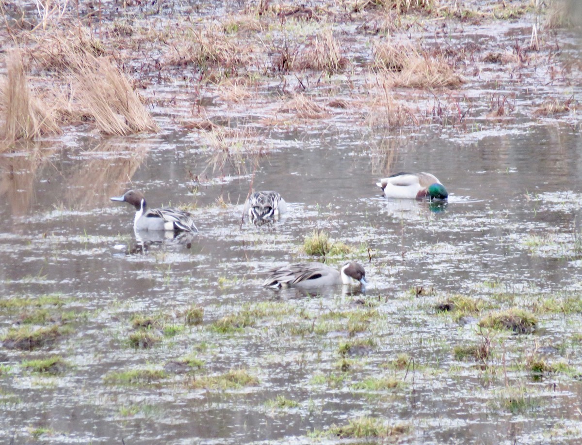 eBird Checklist - 14 Jan 2020 - Provincetown Birdy Swale - 6 species