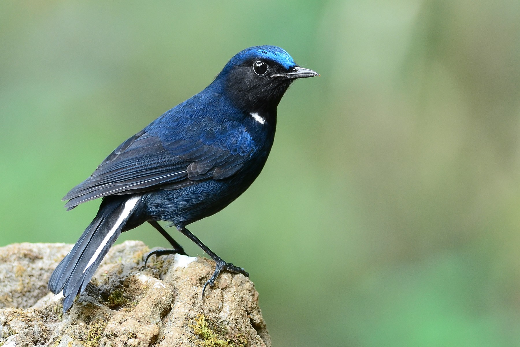 Ruiseñor Coliblanco (leucura/montium) - eBird