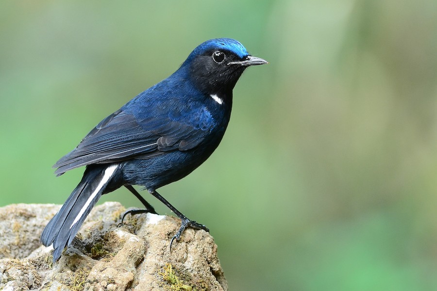 White-tailed Robin (White-tailed) - eBird