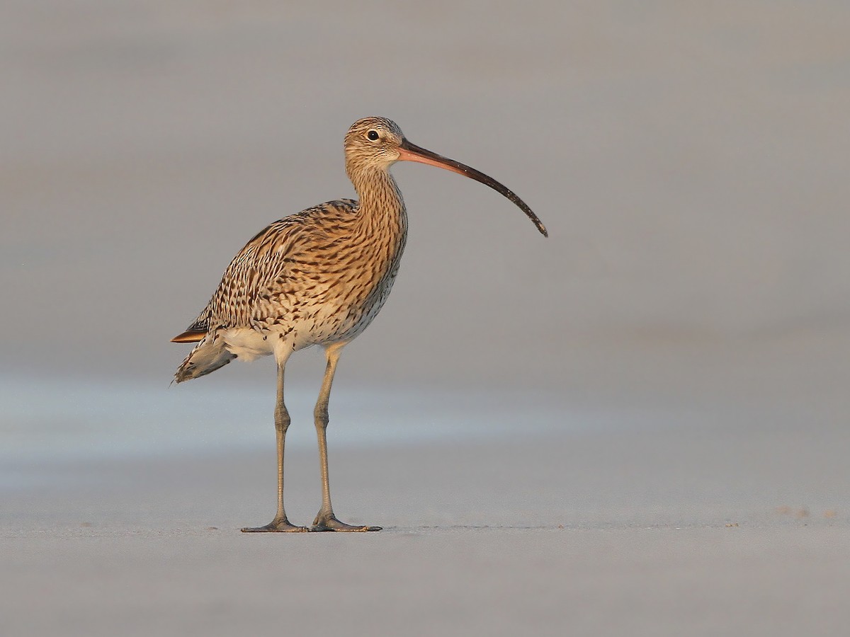 Eurasian Curlew - Numenius arquata - Birds of the World