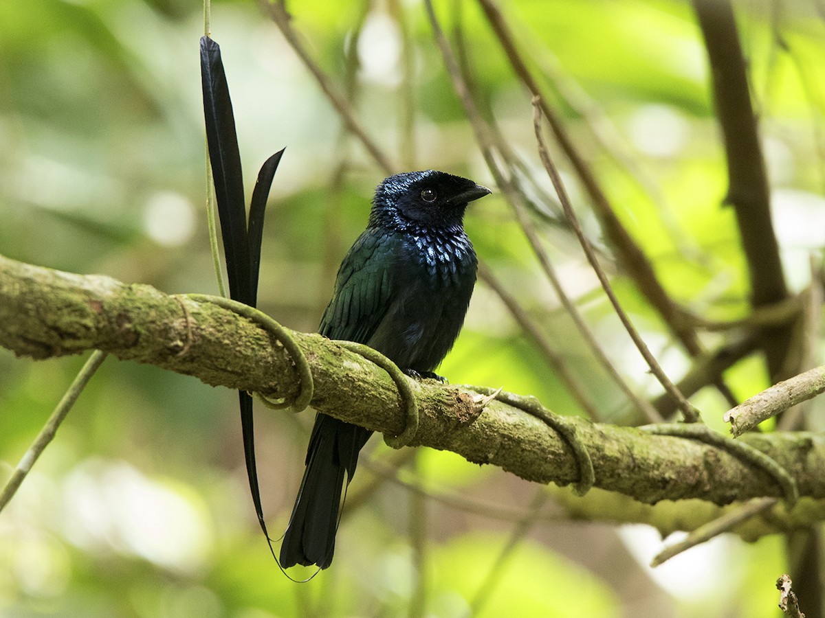 Lesser Racket-tailed Drongo - Dicrurus remifer - Birds of the World