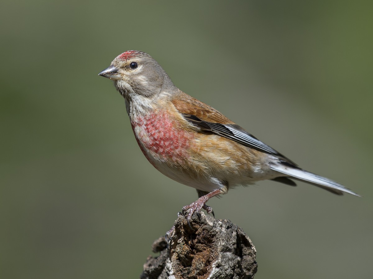Eurasian Linnet - Linaria cannabina - Birds of the World